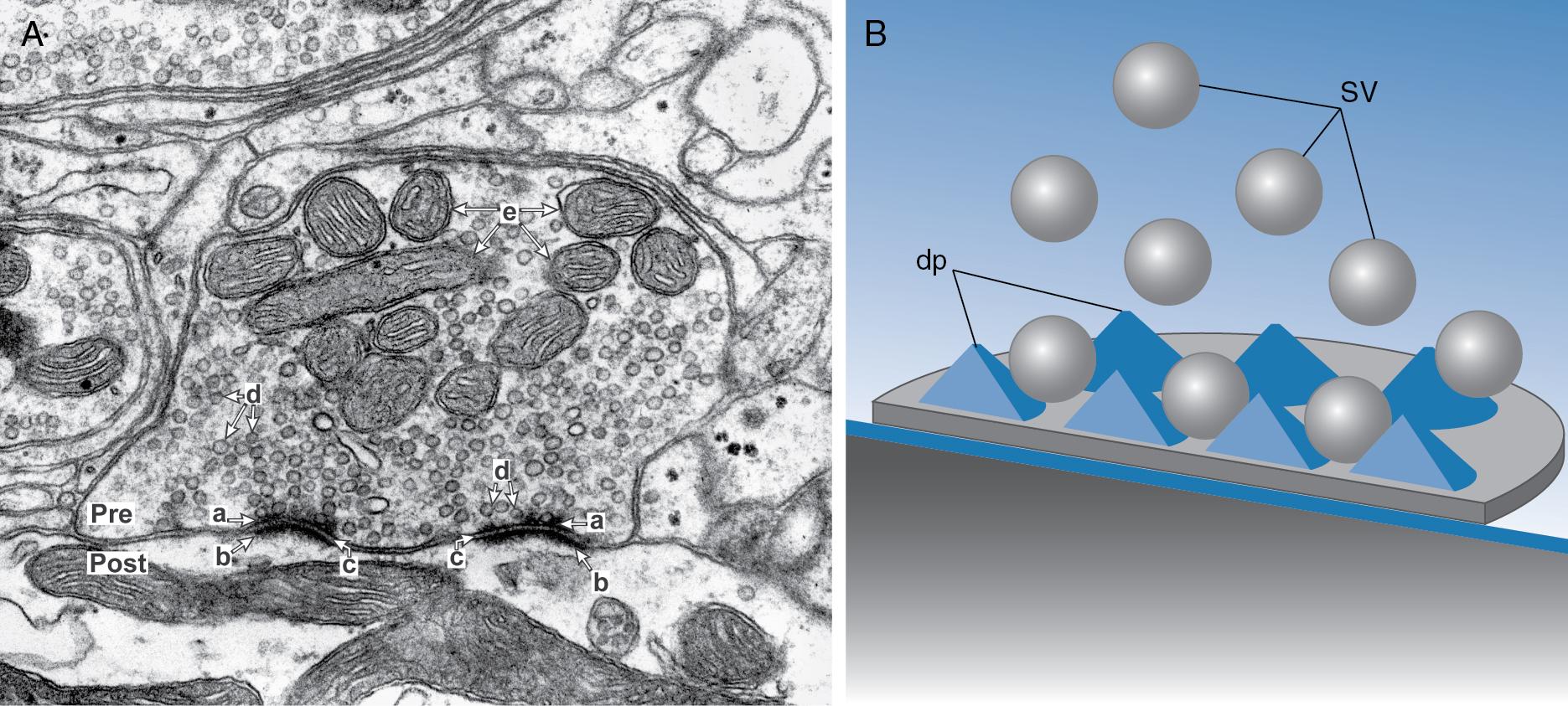 Synaptic physiology I - Clinical Tree