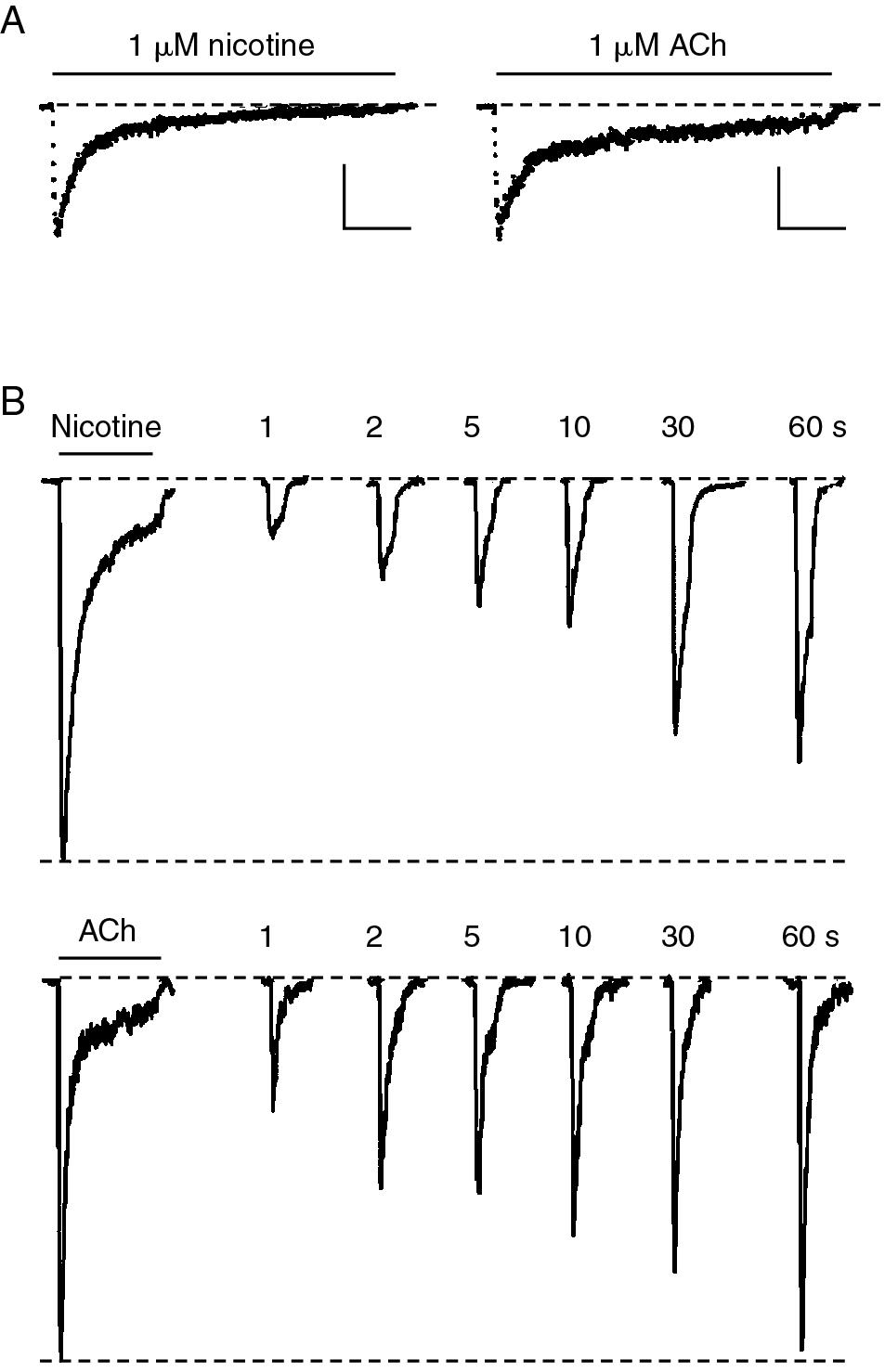 Synaptic physiology II - Clinical Tree