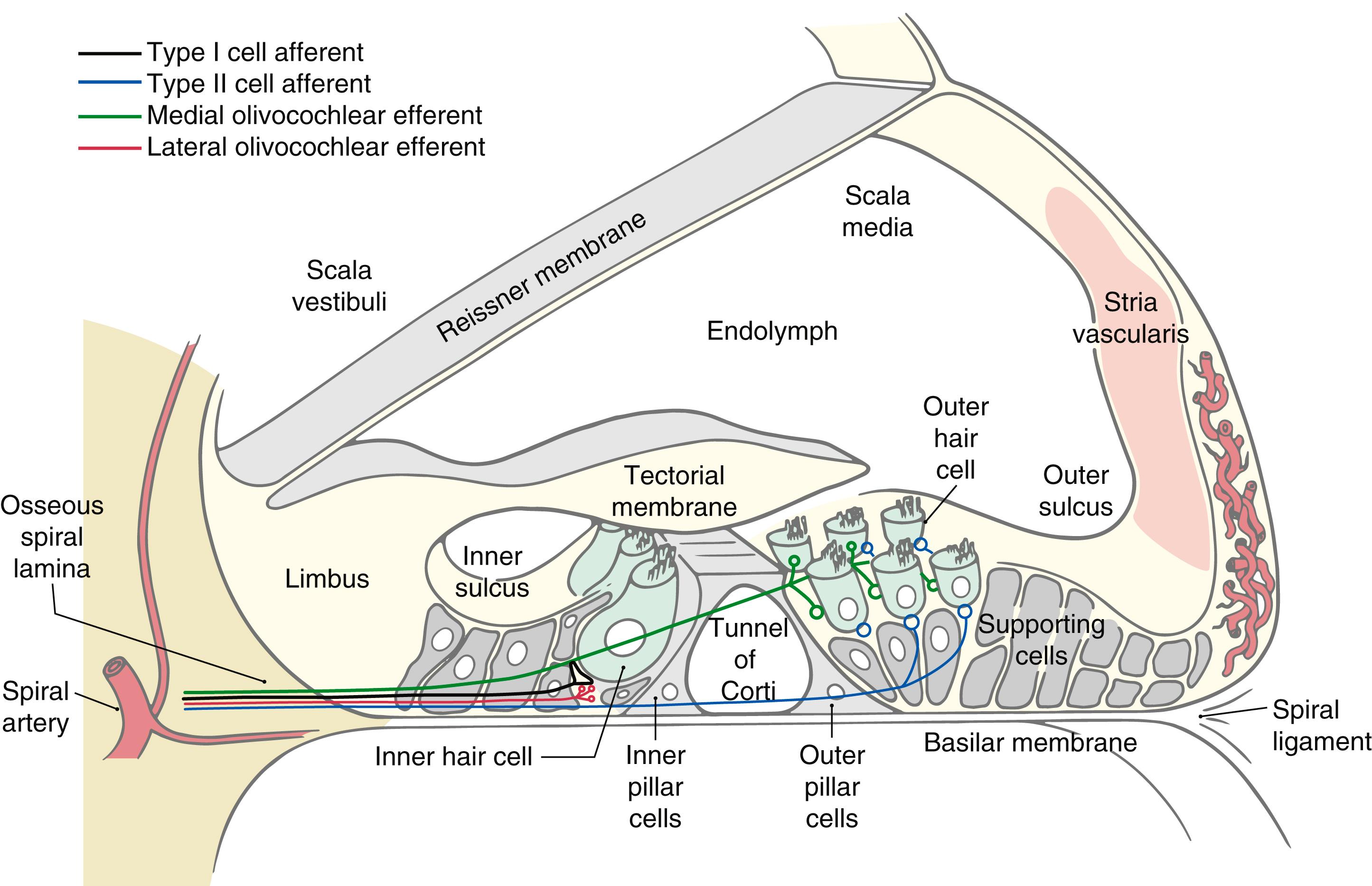 The Auditory System - Clinical Tree
