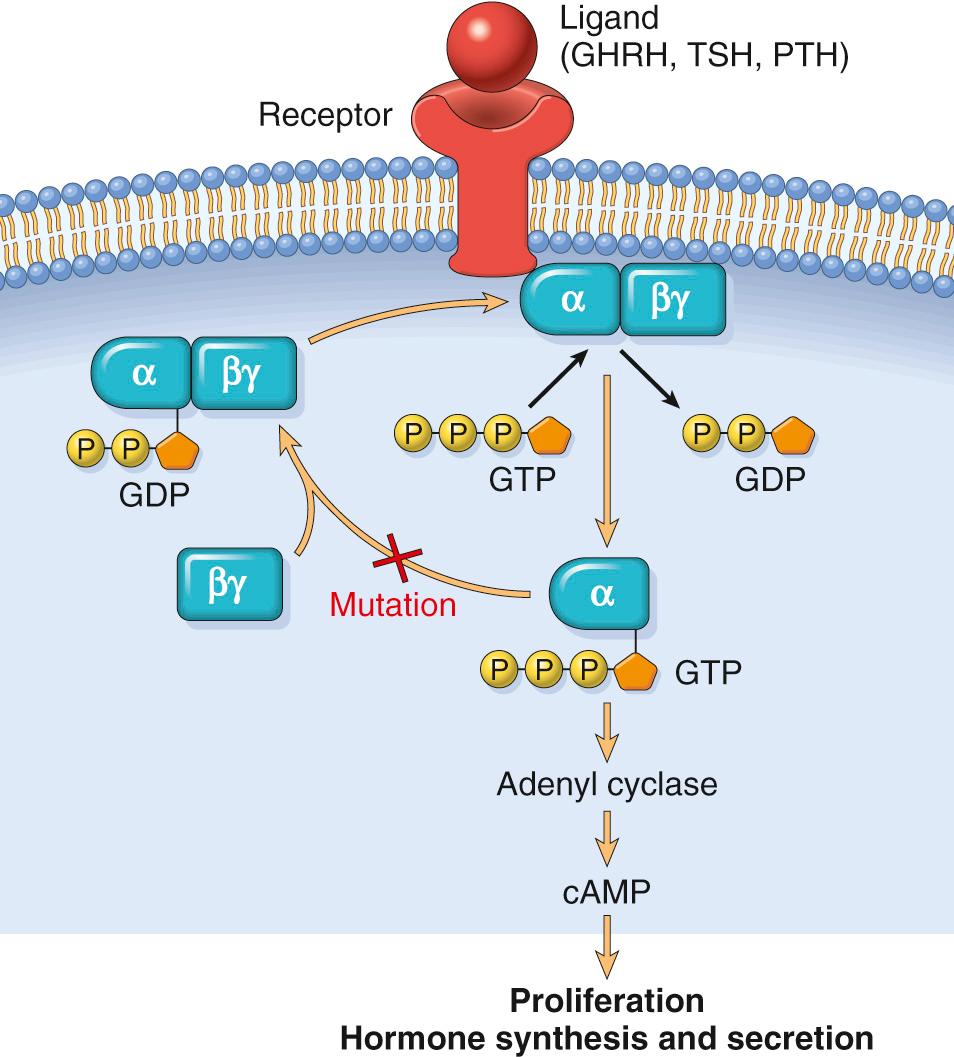 The Endocrine System - Clinical Tree