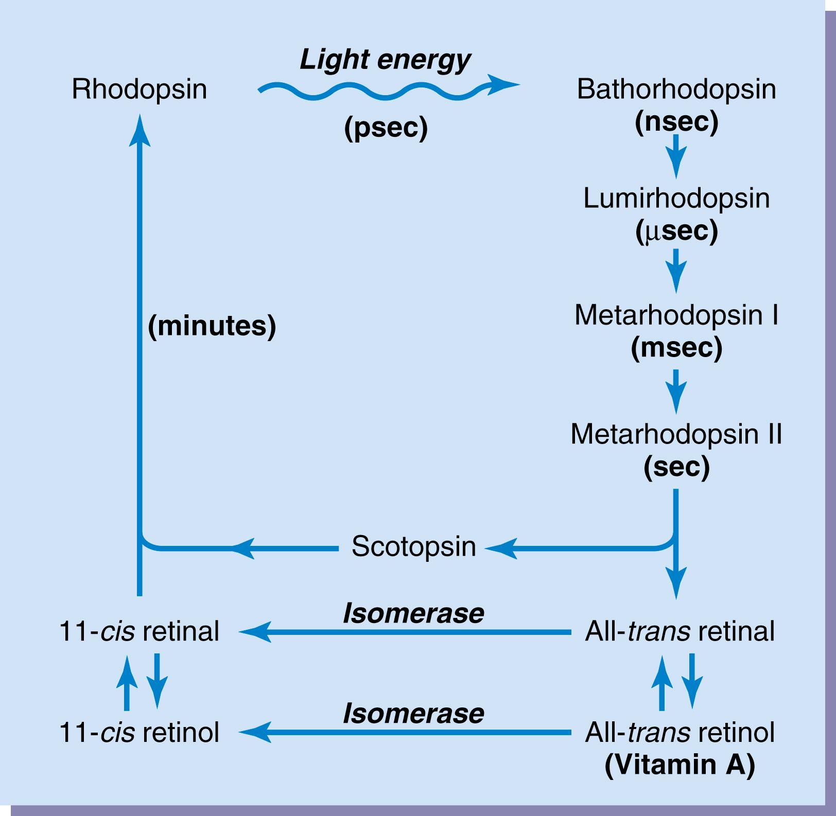 The Eye: II. Receptor and Neural Function of the Retina - Clinical Tree