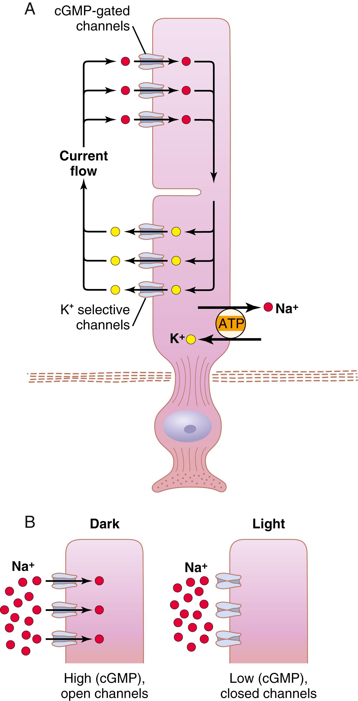 The Eye: II. Receptor and Neural Function of the Retina - Clinical Tree