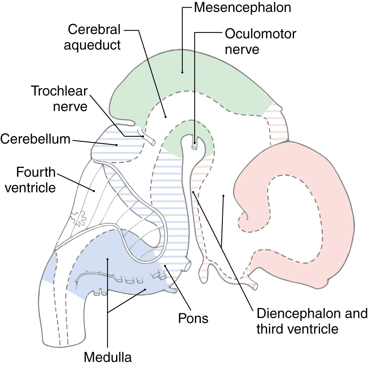 The Midbrain - Clinical Tree