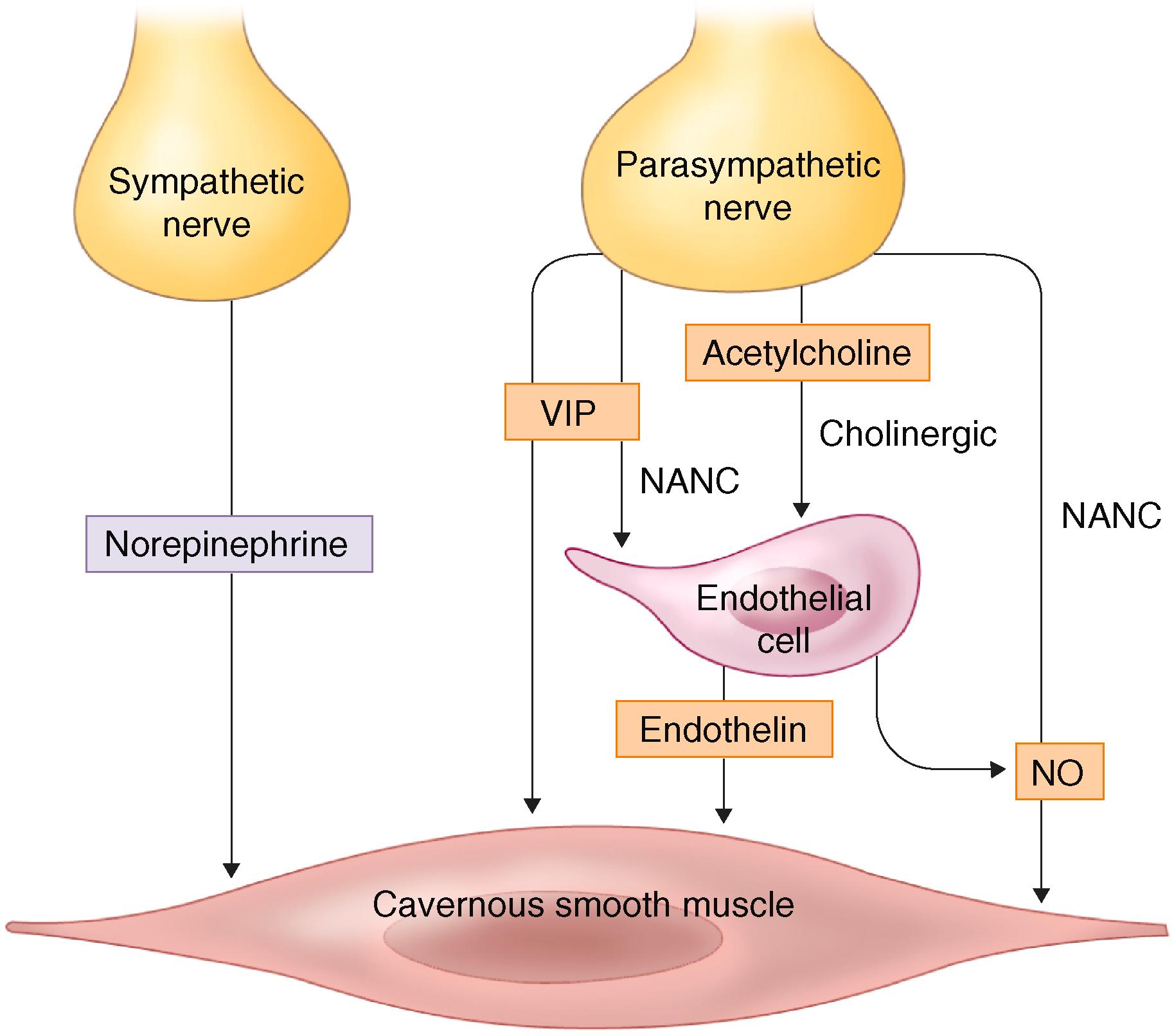 The Testis and Male Hypogonadism, Infertility, and Sexual Dysfunction ...
