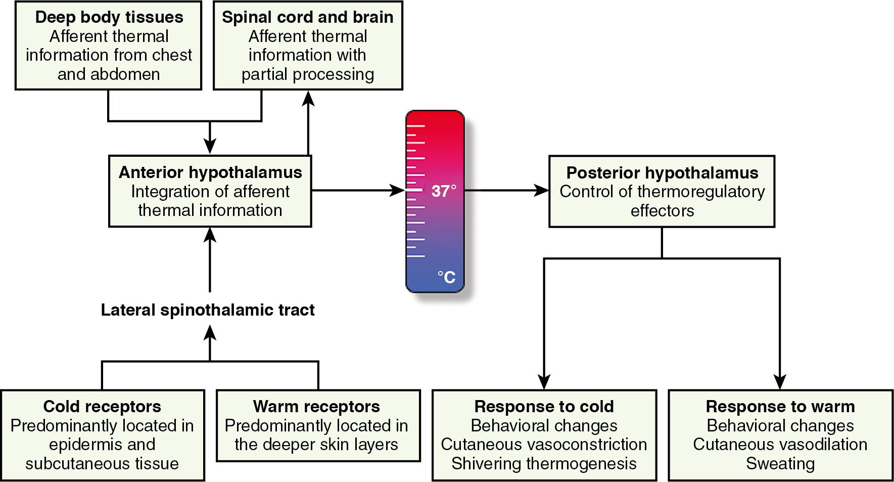 Thermoregulation - Clinical Tree