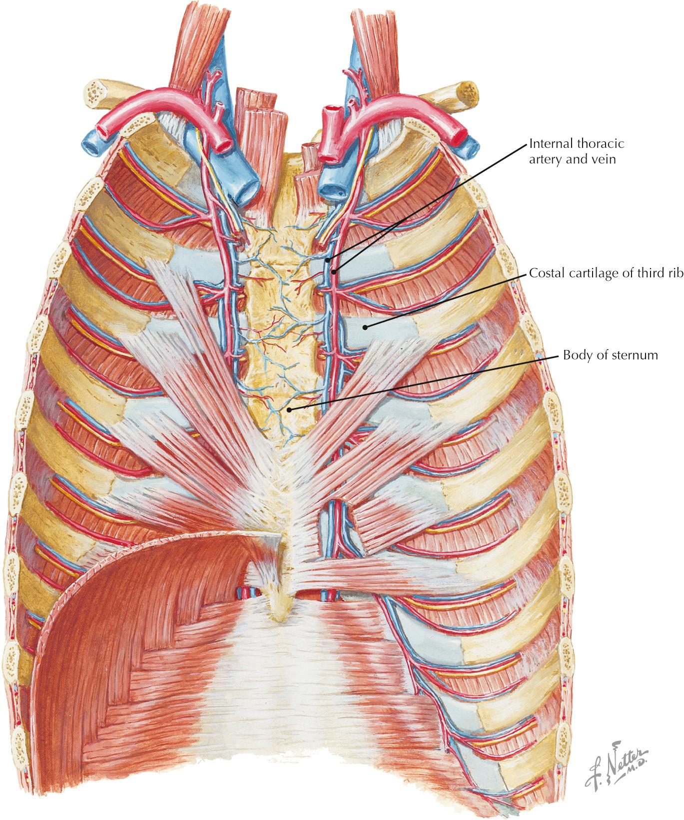 Thorax - Clinical Tree