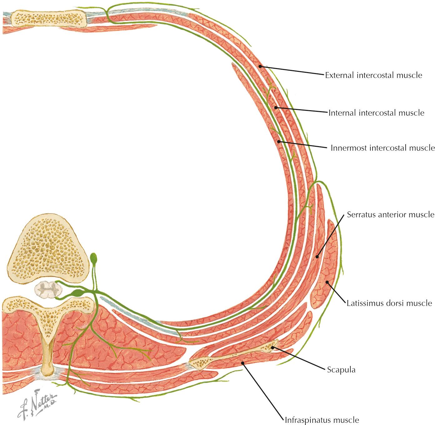 Thorax - Clinical Tree