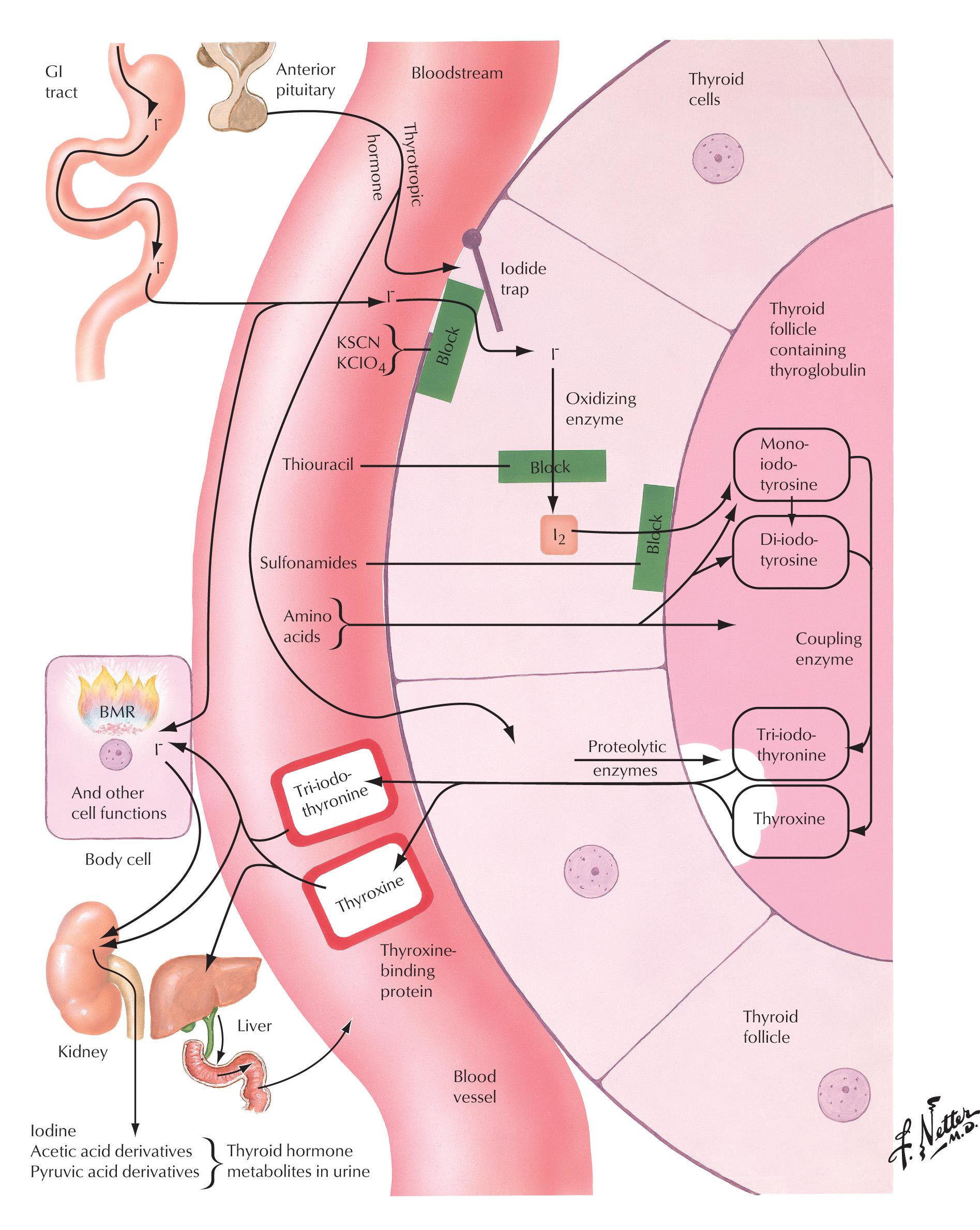 Thyroid disorders - Clinical Tree
