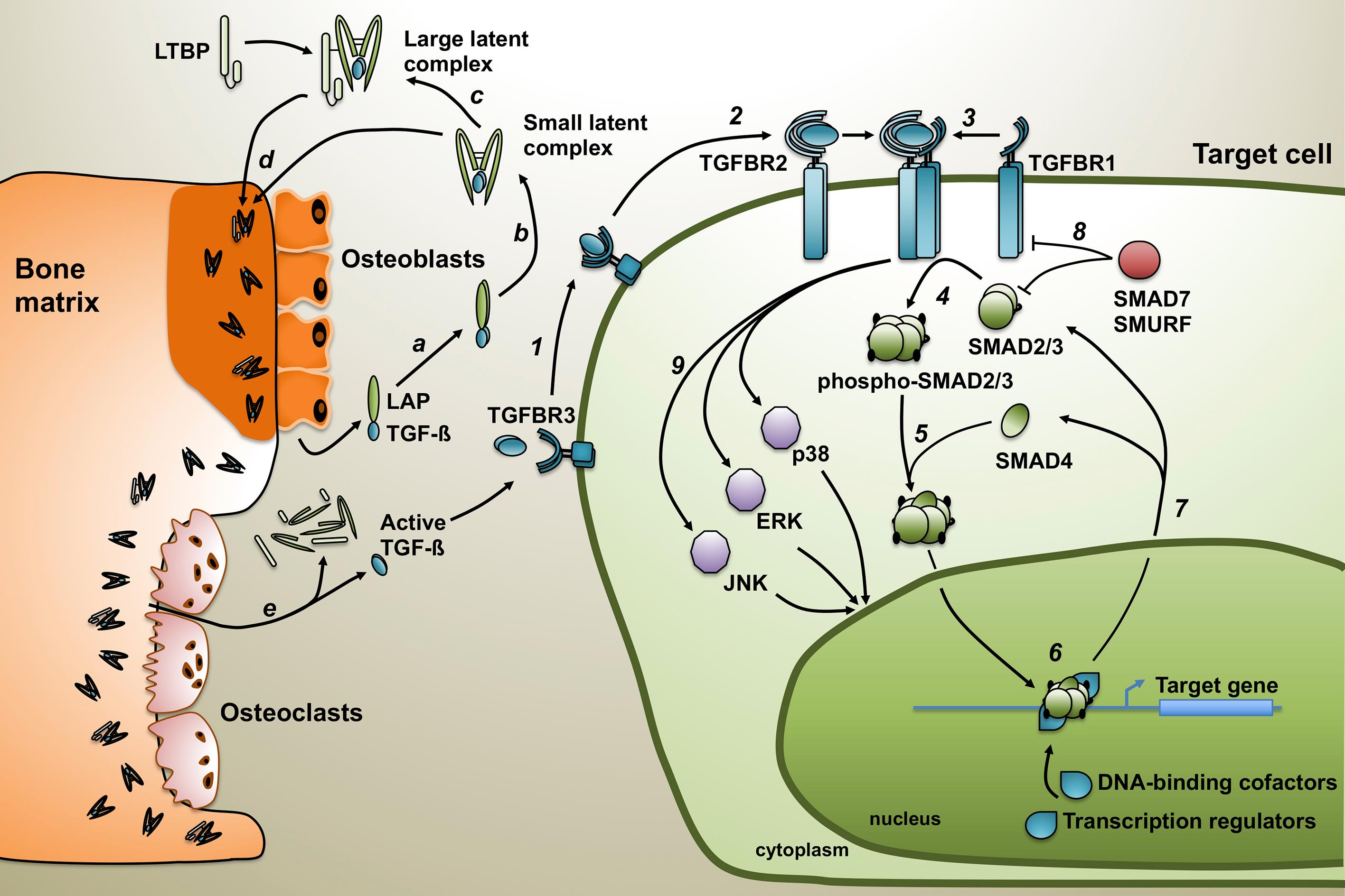Transforming growth factor-β and its signaling pathway in skeletal ...