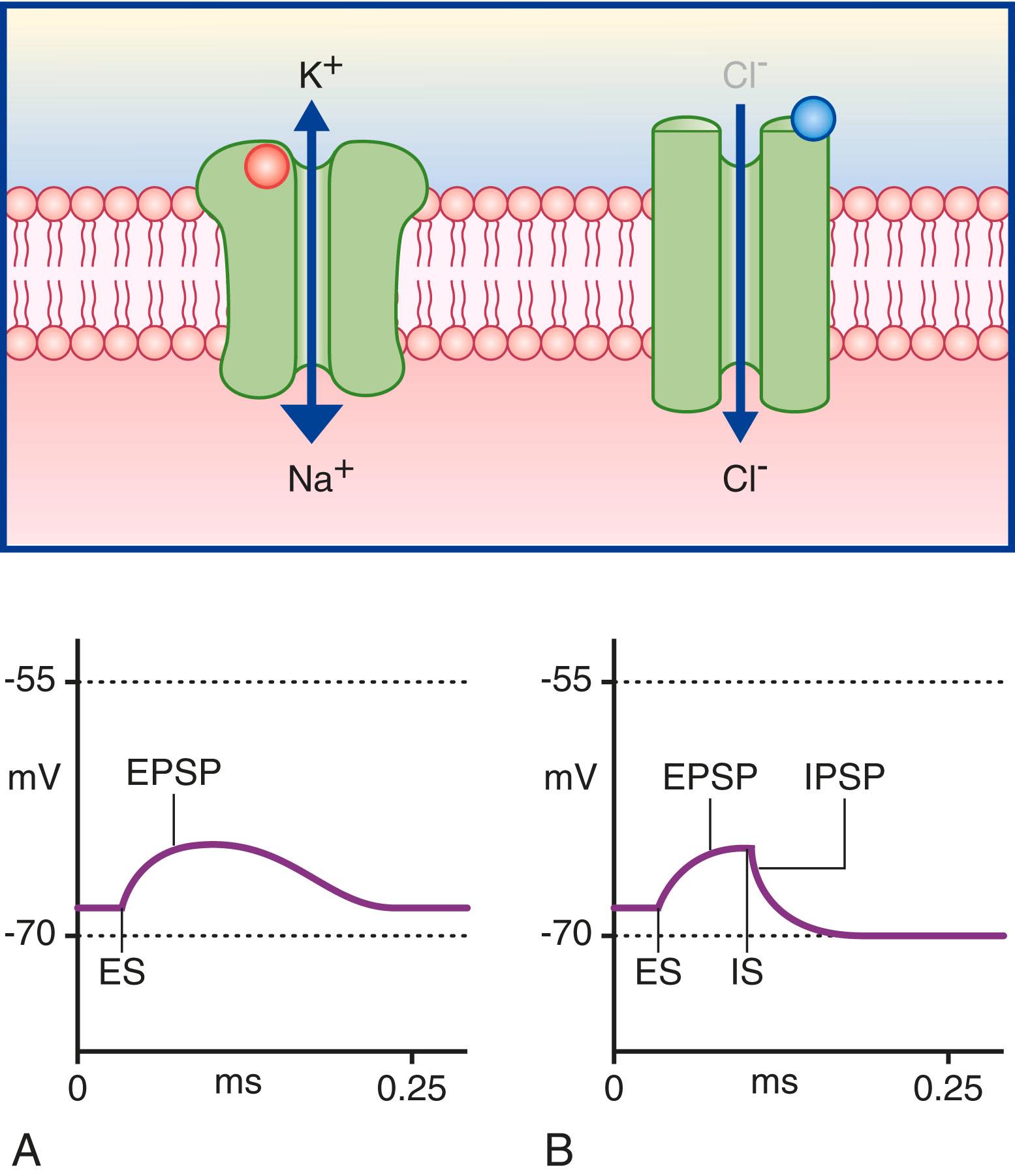 Transmitters and Receptors - Clinical Tree