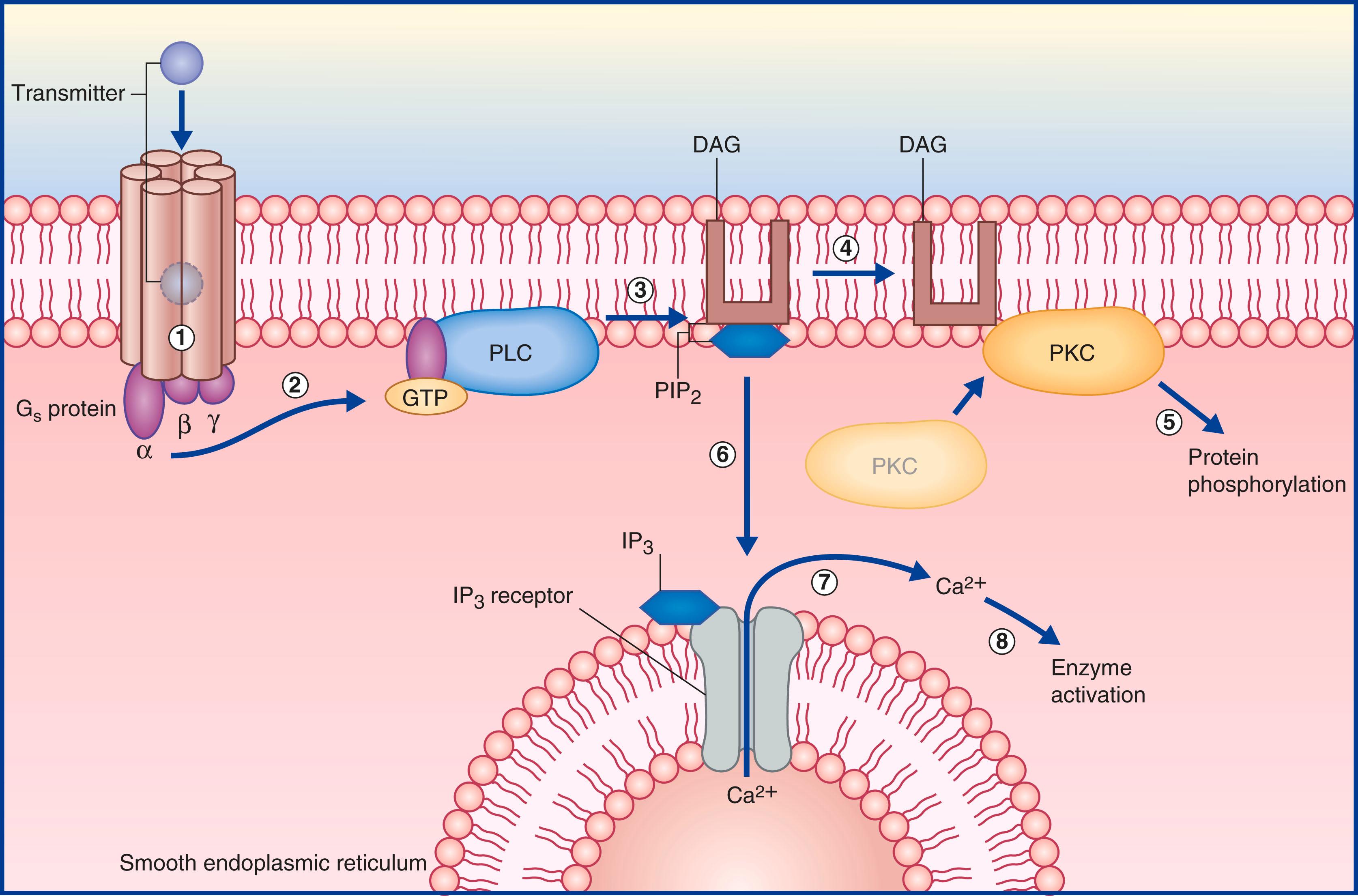 Transmitters and Receptors - Clinical Tree