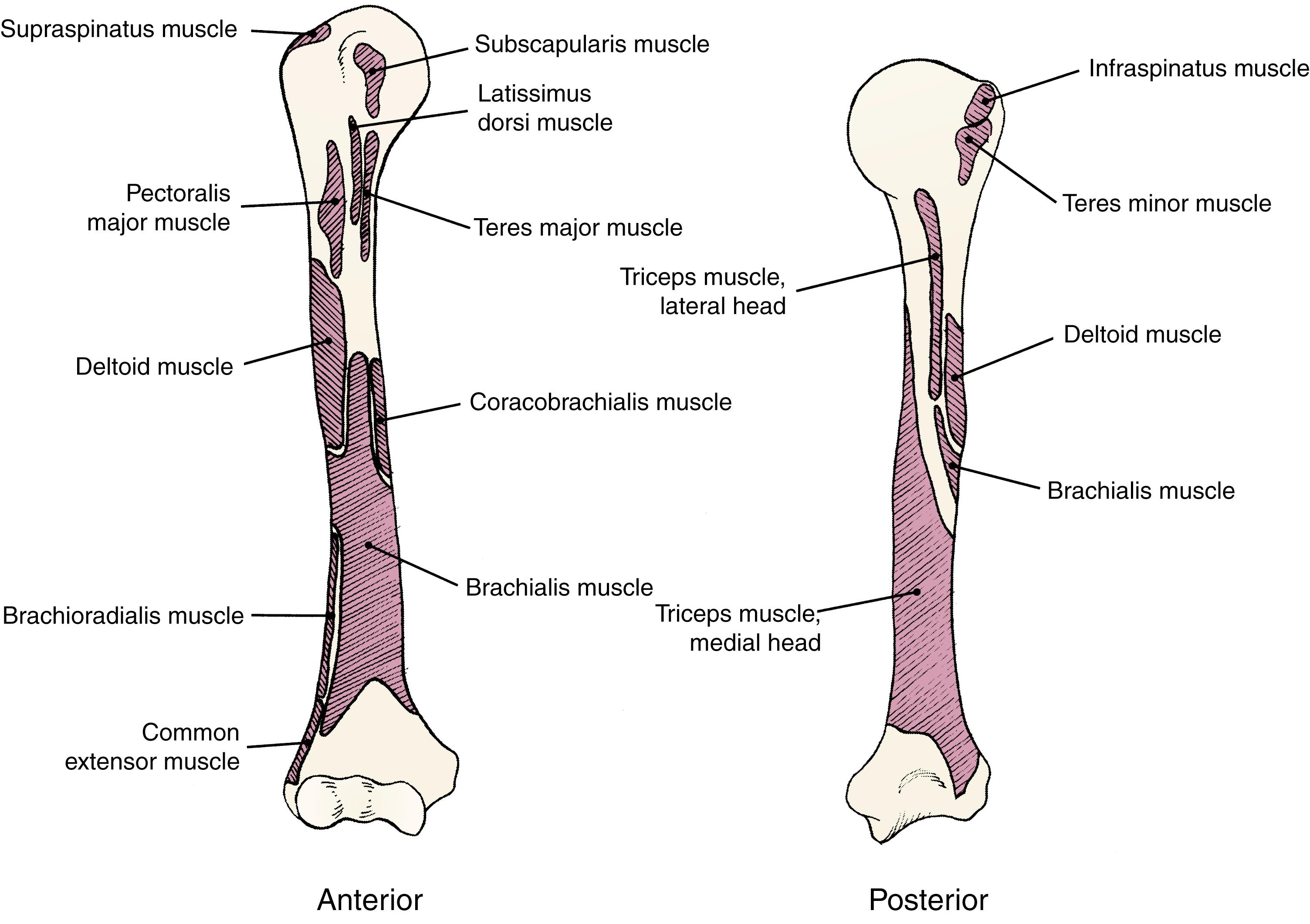 Upper Extremity Injuries - Clinical Tree