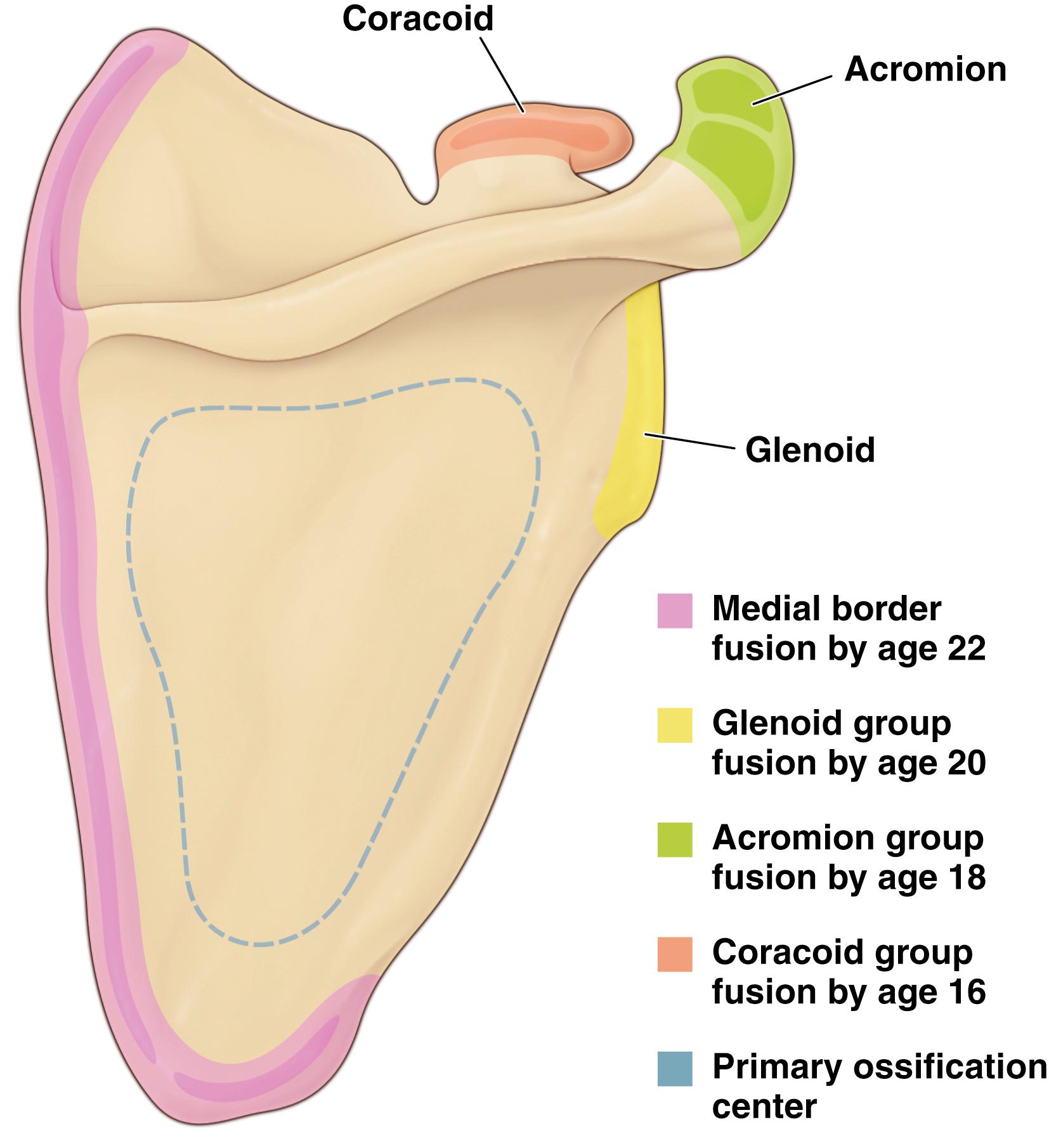 Upper Extremity Injuries - Clinical Tree