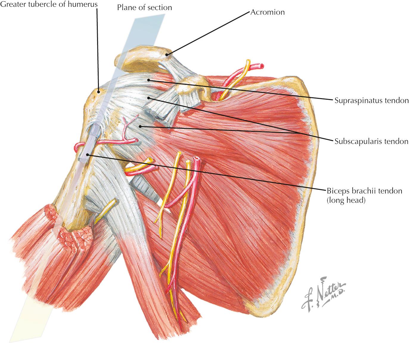 Upper Limb - Clinical Tree