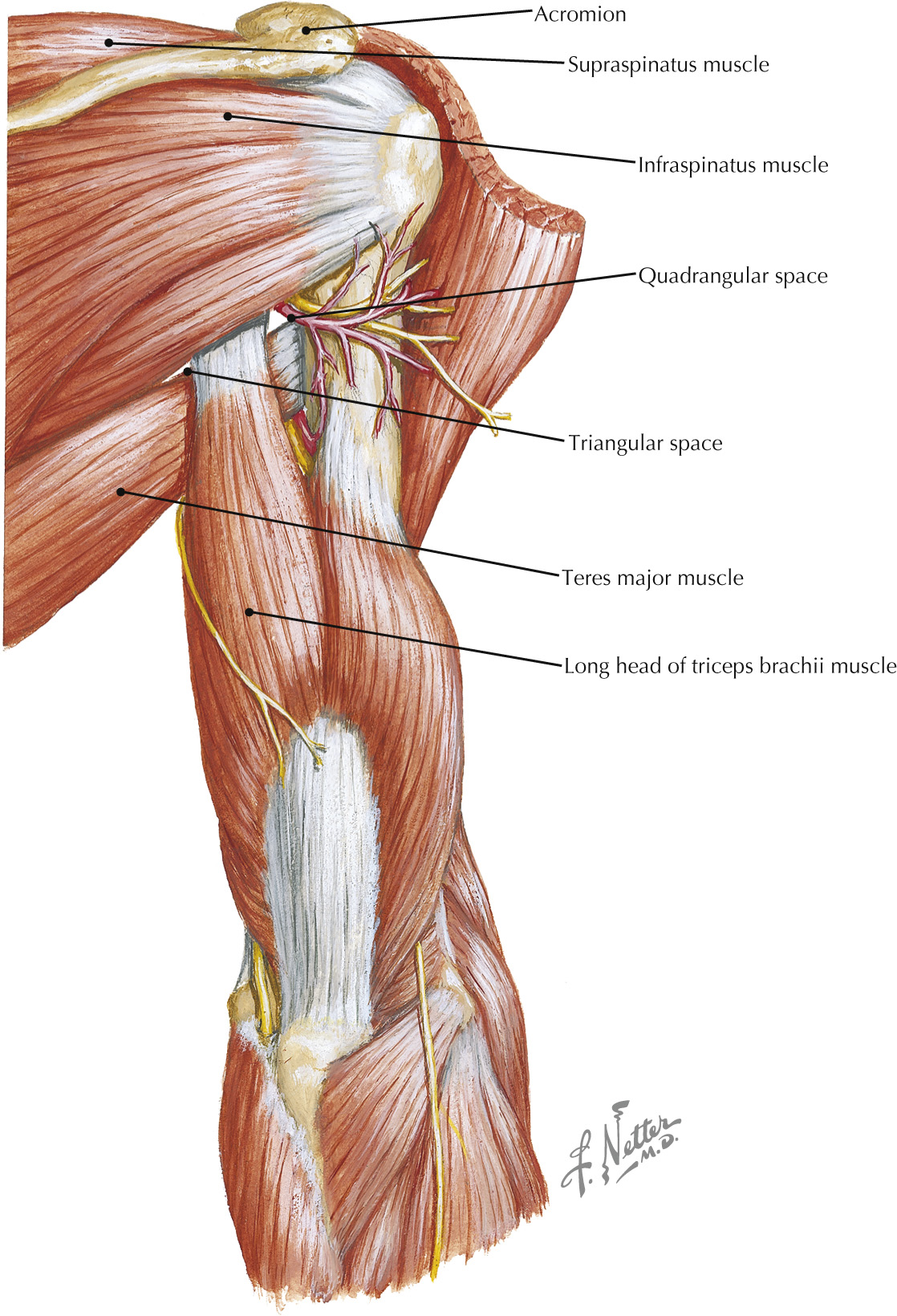 Upper Limb - Clinical Tree