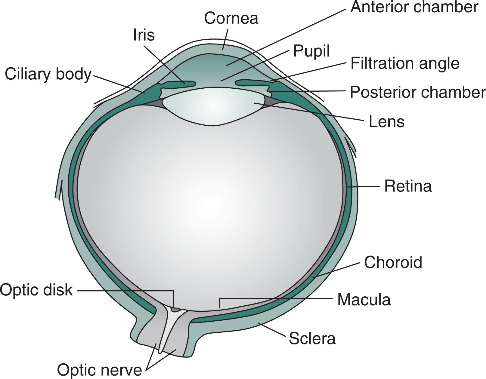 Visual Disturbances - Clinical Tree