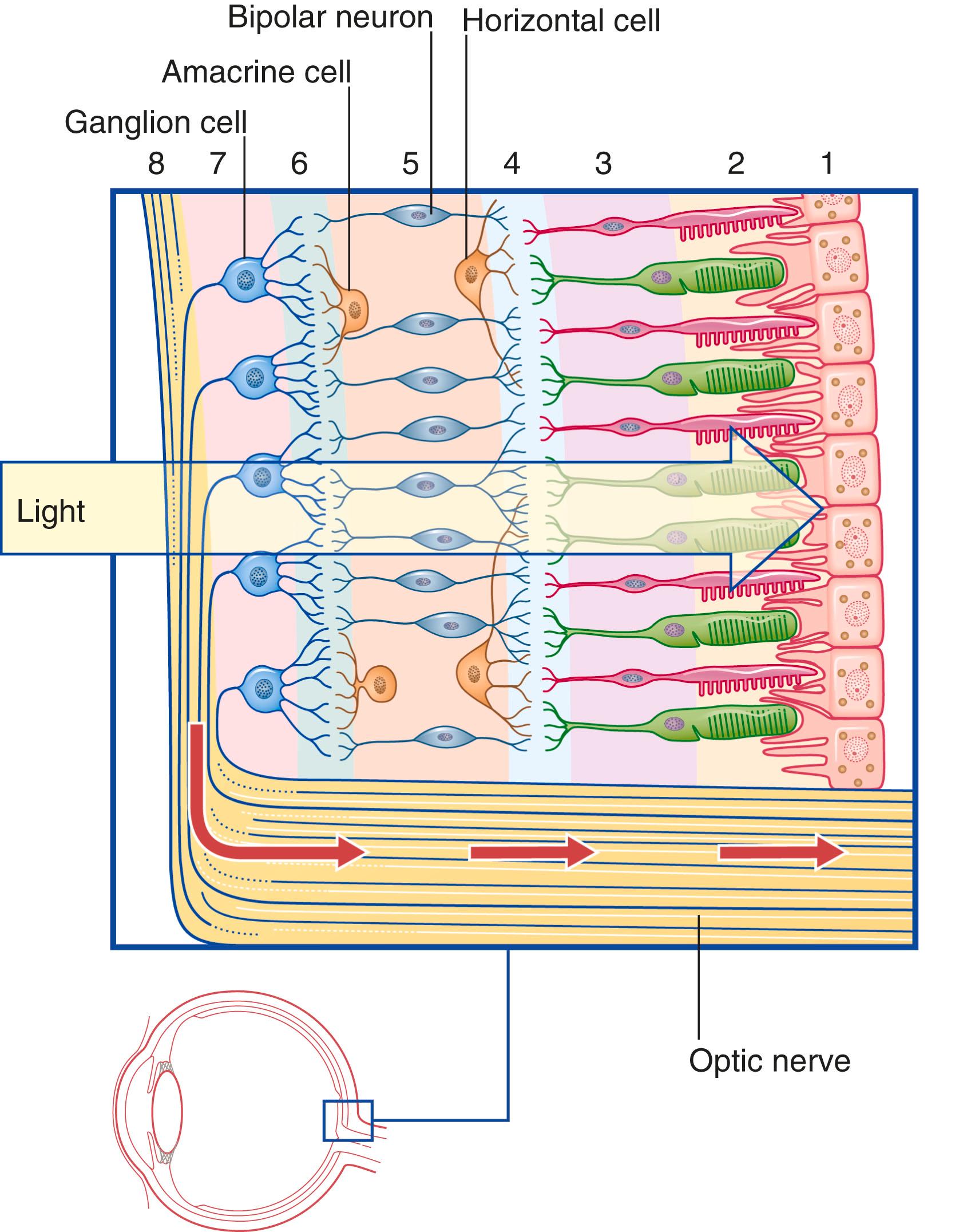 Visual Pathways - Clinical Tree