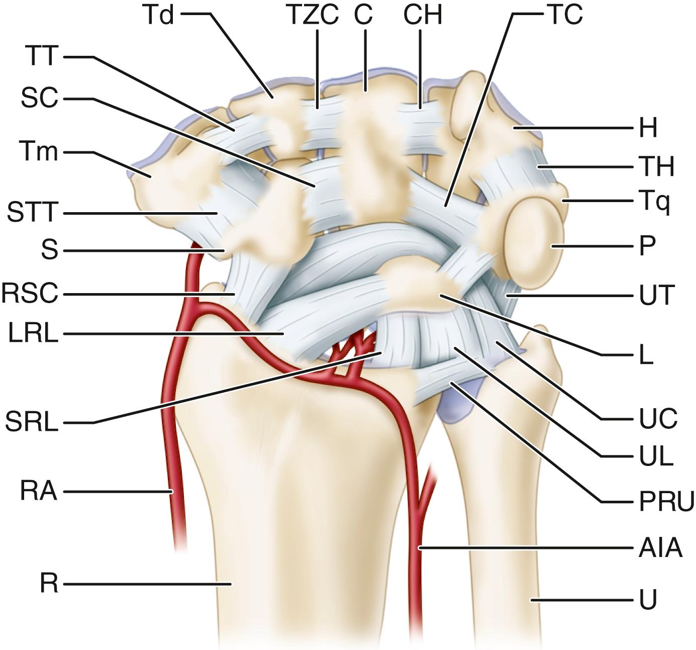 Wrist Disorders - Clinical Tree