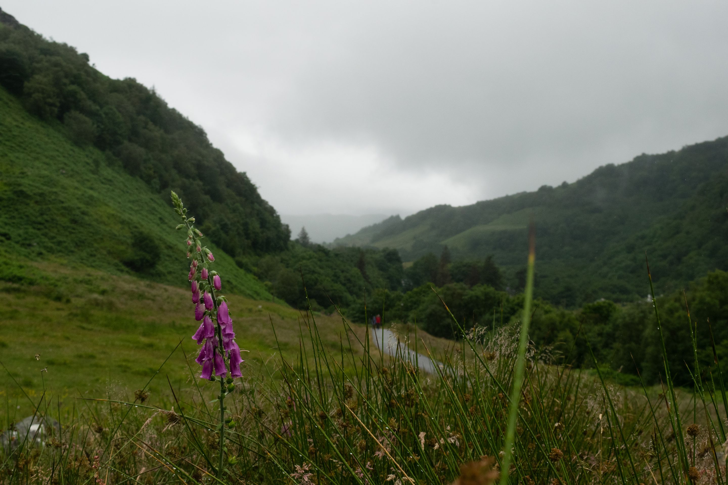Scottish Highlands, Flower