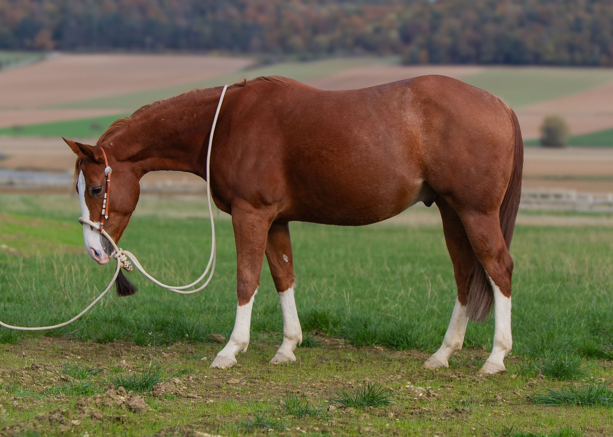 Fancy Rooster - Quarter Horse Gelding | Dream Quarters