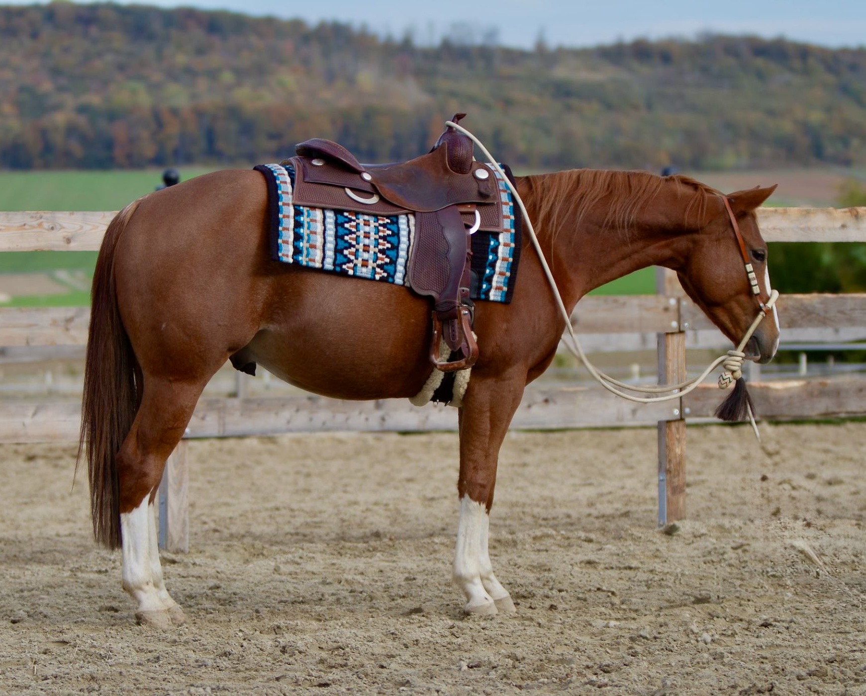 Fancy Rooster - Quarter Horse Gelding | Dream Quarters