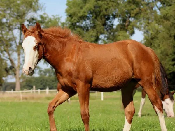 Buy Quarter Horses | Western Horse Marketplace Europe | Dream Quarters