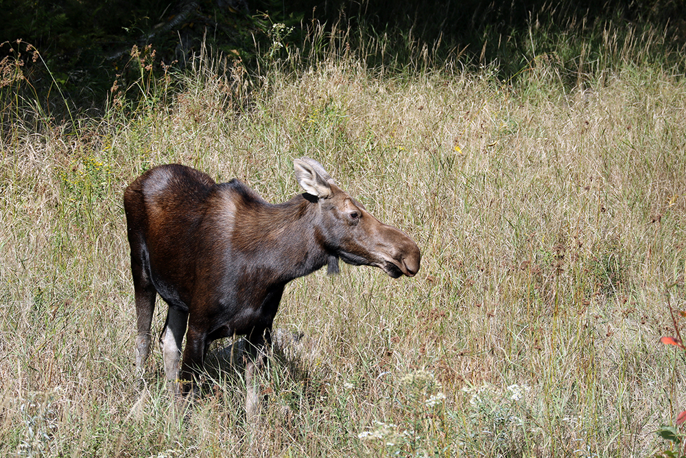 301 Moved Permanently