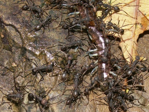 Myrmex: A Comic Ant-thology | Project Noah