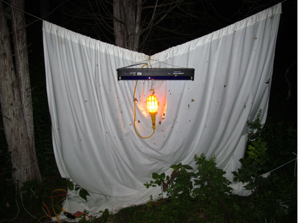 Mothing Tips! | Project Noah