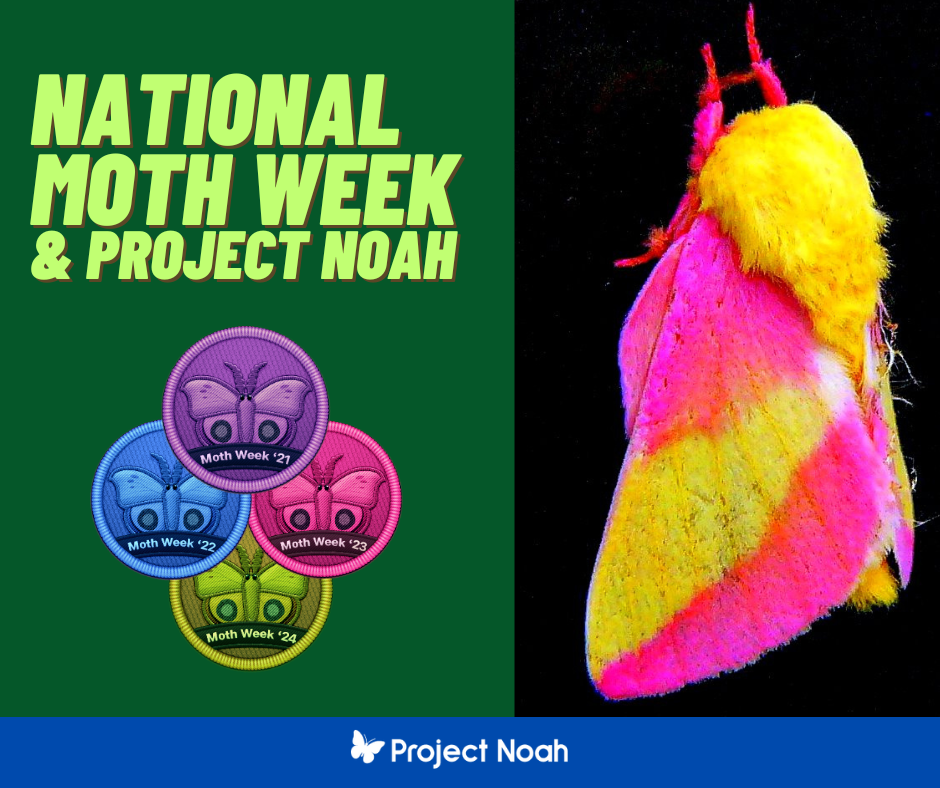 National Moth Week & Project Noah - A Citizen Science Collaboration | Project Noah