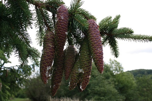 Beyond Flowers! Plant Documentation across the Project Noah Community ...