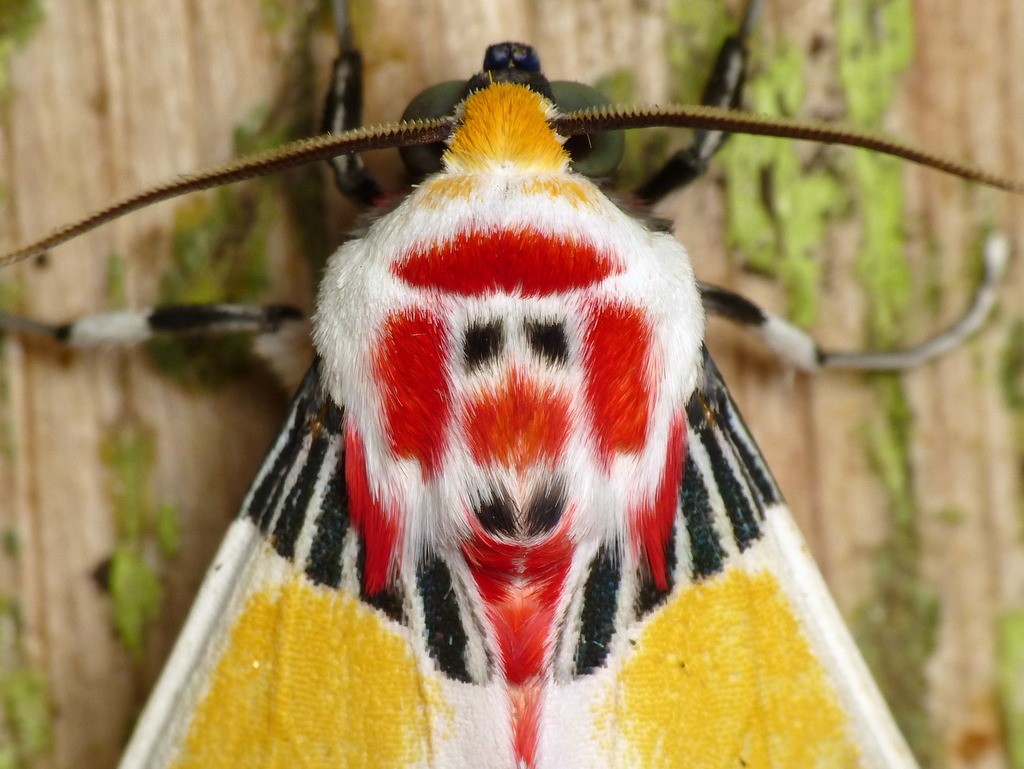 National Moth Week & Project Noah - A Citizen Science Collaboration ...