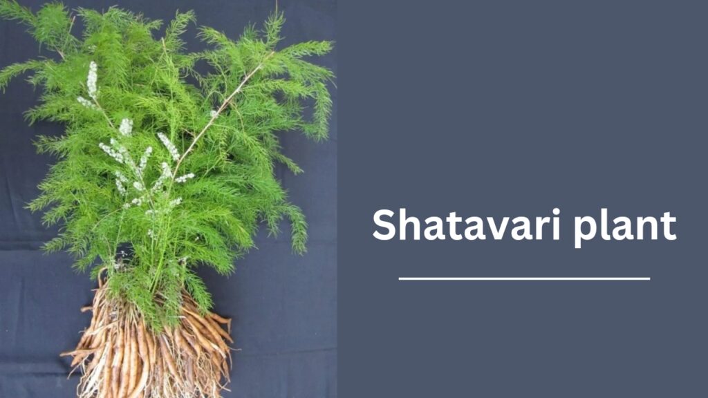 Ithy - L'action adaptogène du shatavari contre le stress