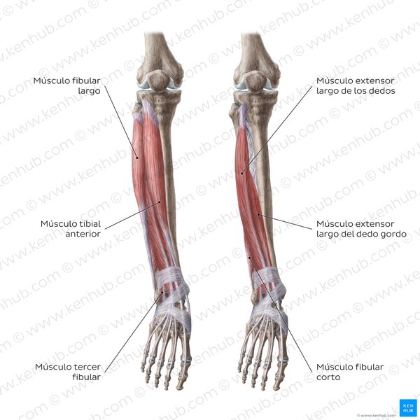 Ithy - Desentrañando la Pierna: Una Mirada Profunda a su Anatomía
