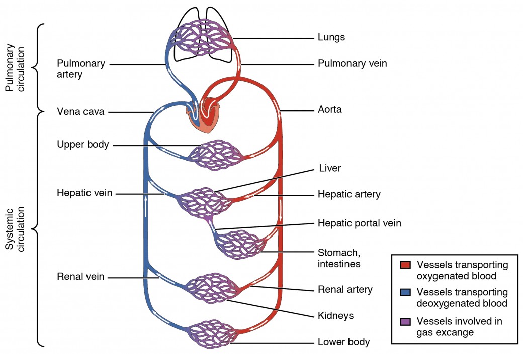 Ithy - Arteries and Veins: Structure, Classification, and Organ Features