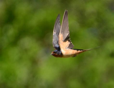 Ithy - Understanding the Average Airspeed of Swallows