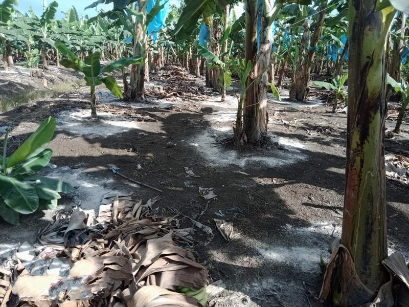 Ithy - Unlocking Banana Crop Potential: Key Insights for Nutrient Recommendation Apps & QA