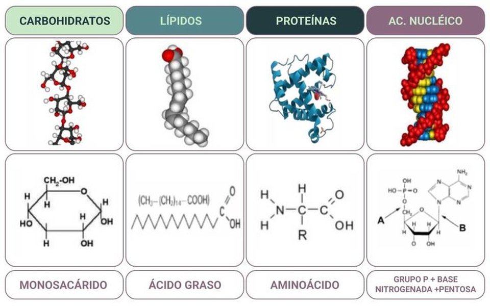 Ithy - Esquema Mental de Bioelementos y Biomoléculas: Componentes ...