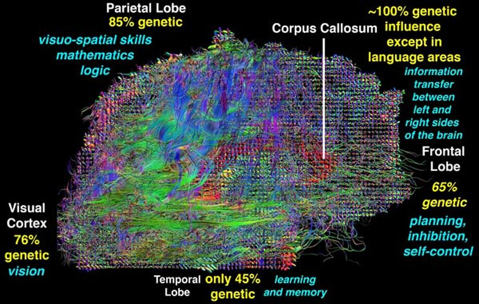 Ithy - Unlocking the Mind: Does Brain Size Truly Define Human Intelligence?