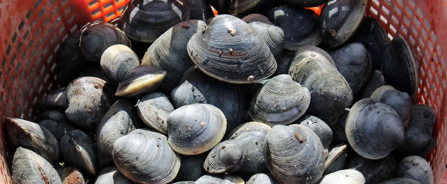 Ithy - Unlock the Secrets of Cape Cod's Bounty: Your Ultimate Guide to ...