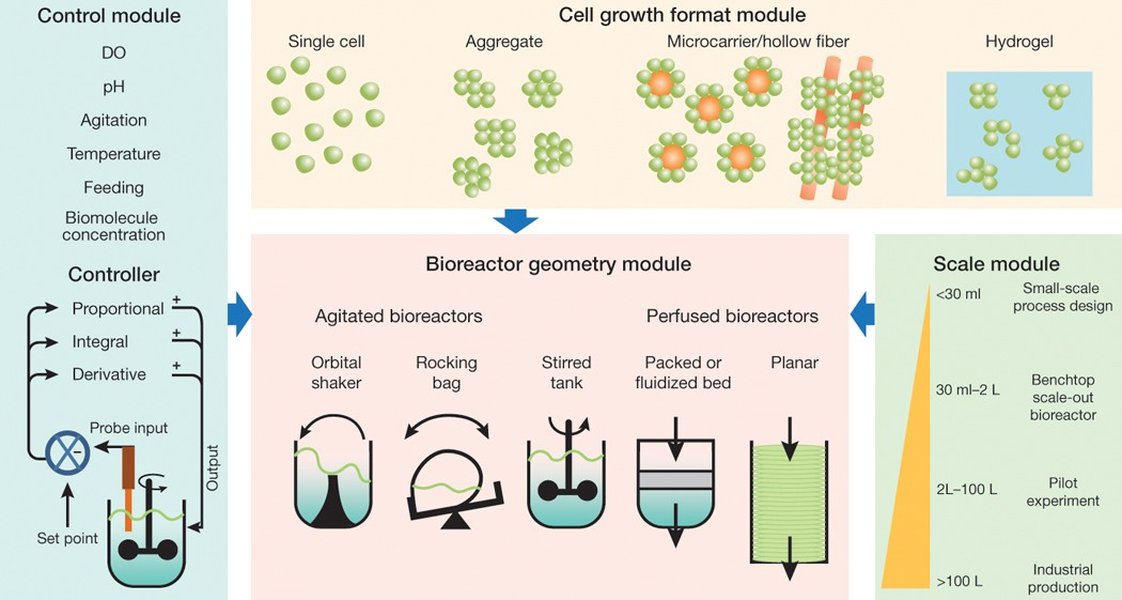 Ithy - Ensuring Precision in Cancer Treatment: A Deep Dive into CAR-T ...