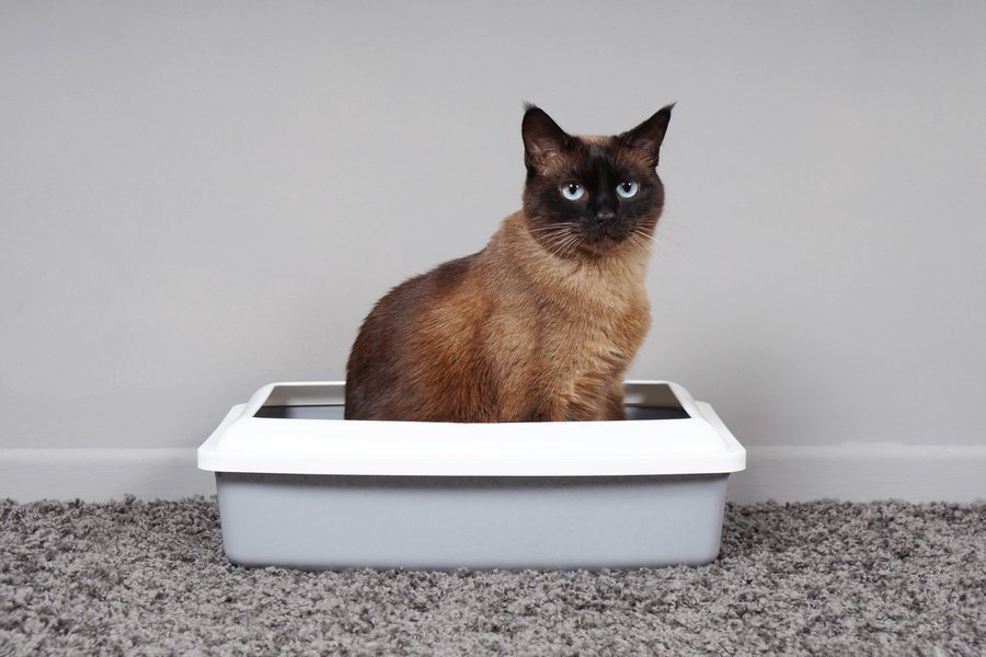 Ithy - Mastering Feline Potty Habits: A Comprehensive Guide to Litter ...