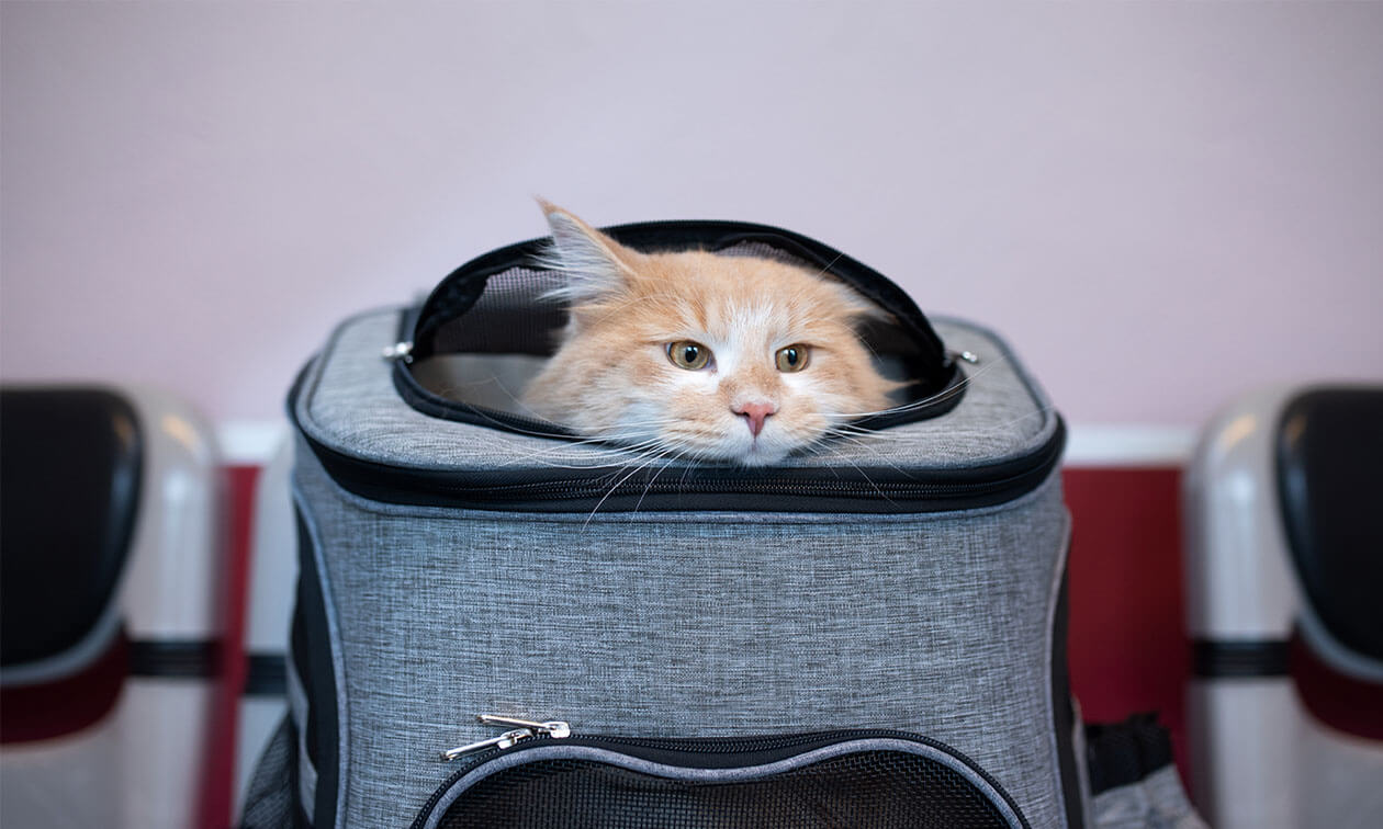 Ithy - Navigating Your Cat's Car Sickness: To See or Not to See?