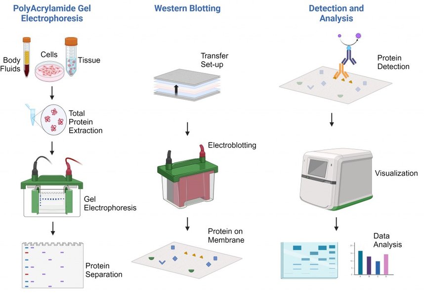 Ithy - Desentrañando Moléculas: Comparativa de Electroforesis de ADN de ...