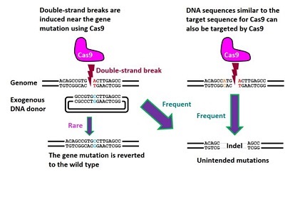 Ithy - Understanding the CRISPR Knockout Screen