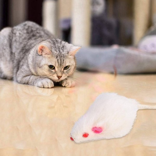 Ithy - La Danse Ludique : Quand un Chat Mignon Rencontre sa Souris Compagne