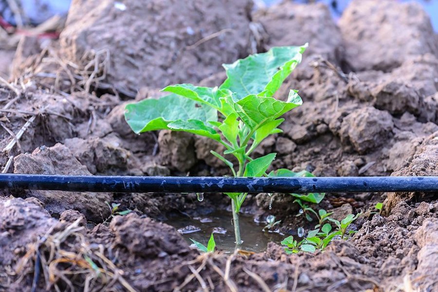 Ithy - Mastering DIY Drip Irrigation for Your Small Garden