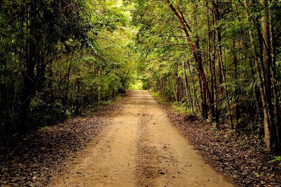 Ithy - ไขปริศนา: ถนนส่งผลต่อนกที่บินข้ามอย่างไร? เจาะลึกงานวิจัย EIA เพื่อการอนุรักษ์