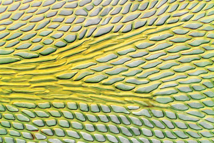 Ithy - Unveiling the Microscopic World: Your Guide to Finding ...