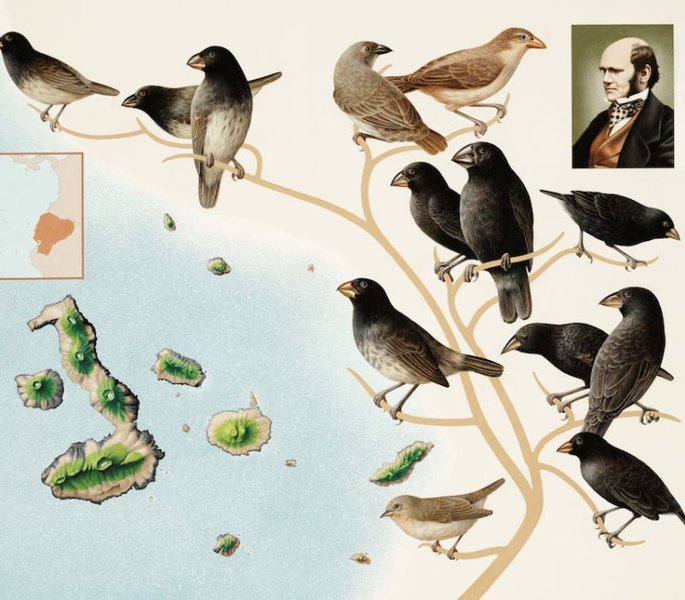 Ithy - Unveiling the Tapestry of Life: How New Species Emerge Through ...